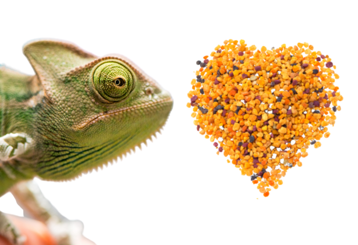 Včelí pyl: výživný doplněk potravy pro plazy